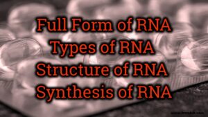 Full Form of RNA - Structure of RNA - Synthesis of RNA | Trendslr